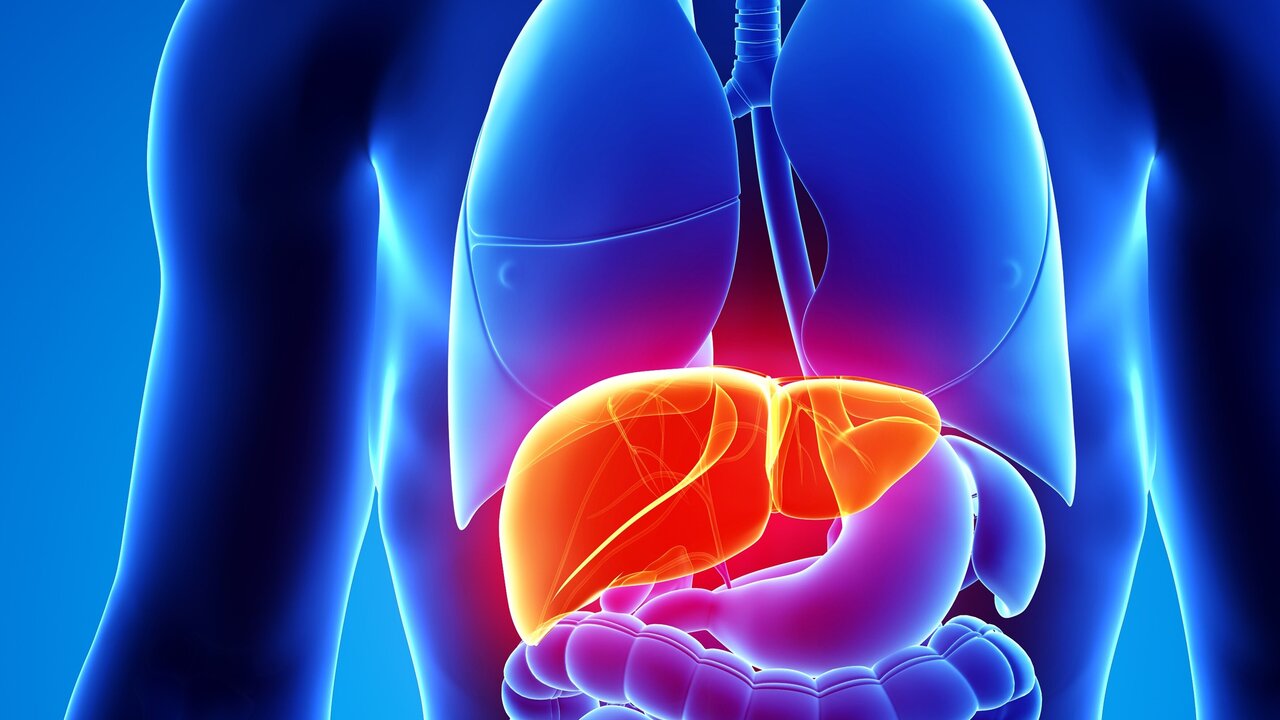 Organportrait die Leber - hkk-magazin